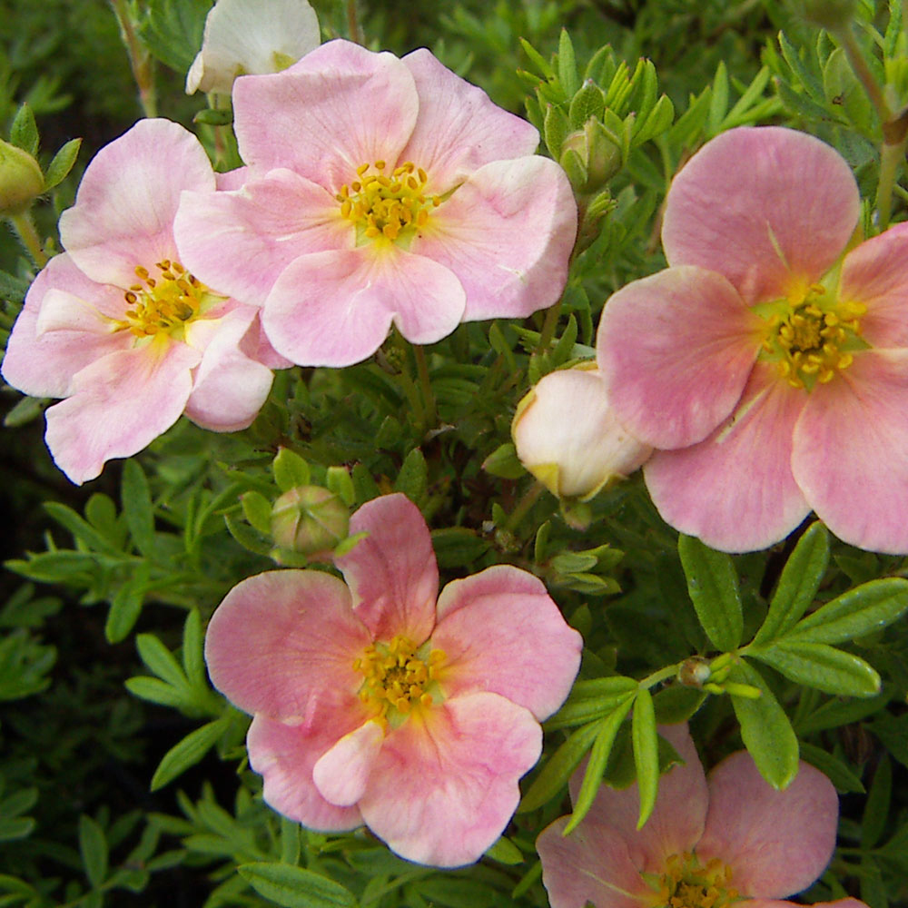 Shop Potentilla fruticoa Collection (Shrub) for Less from J. Parker's