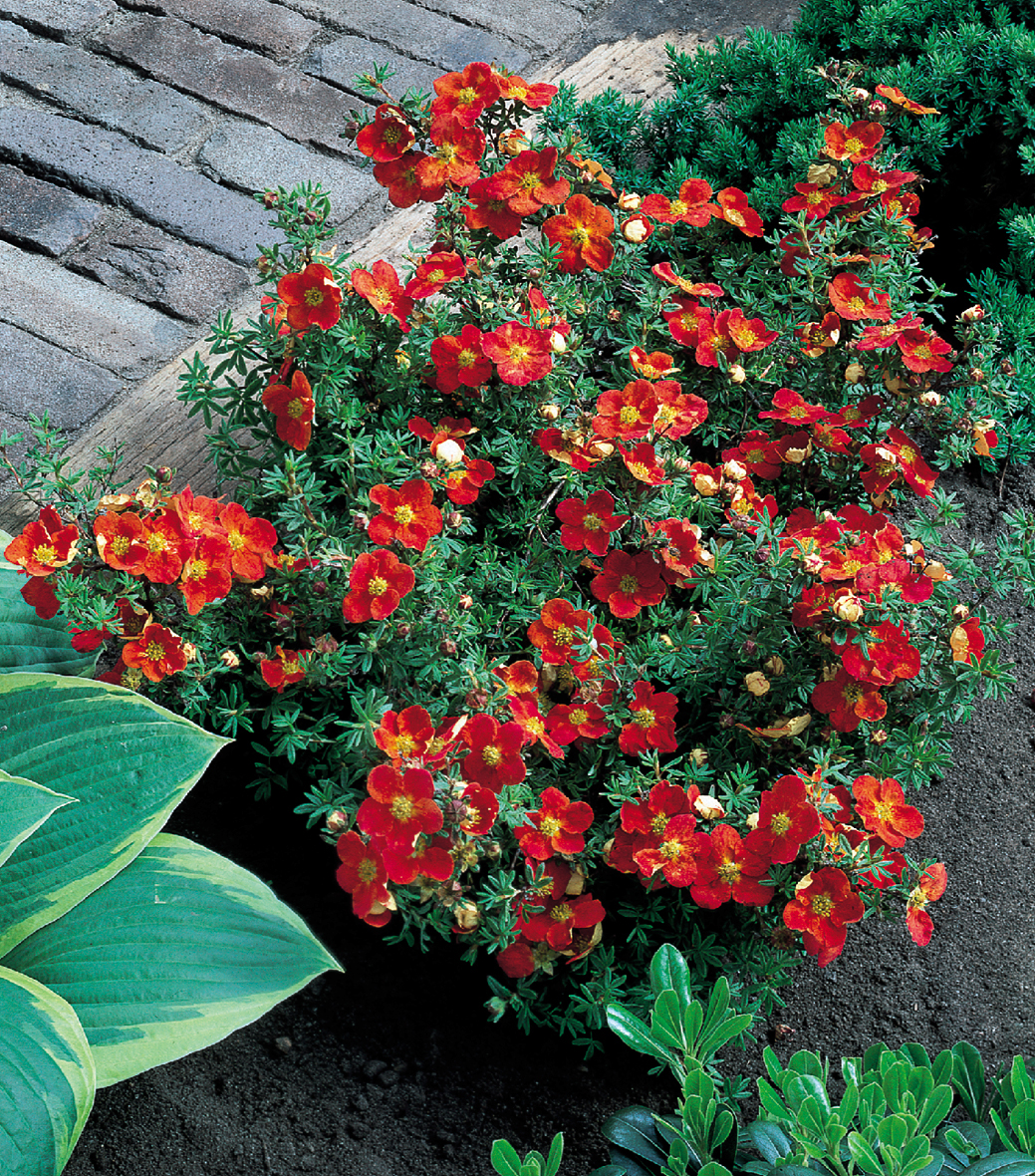 Shop Potentilla fruticoa Collection (Shrub) for Less from J. Parker's