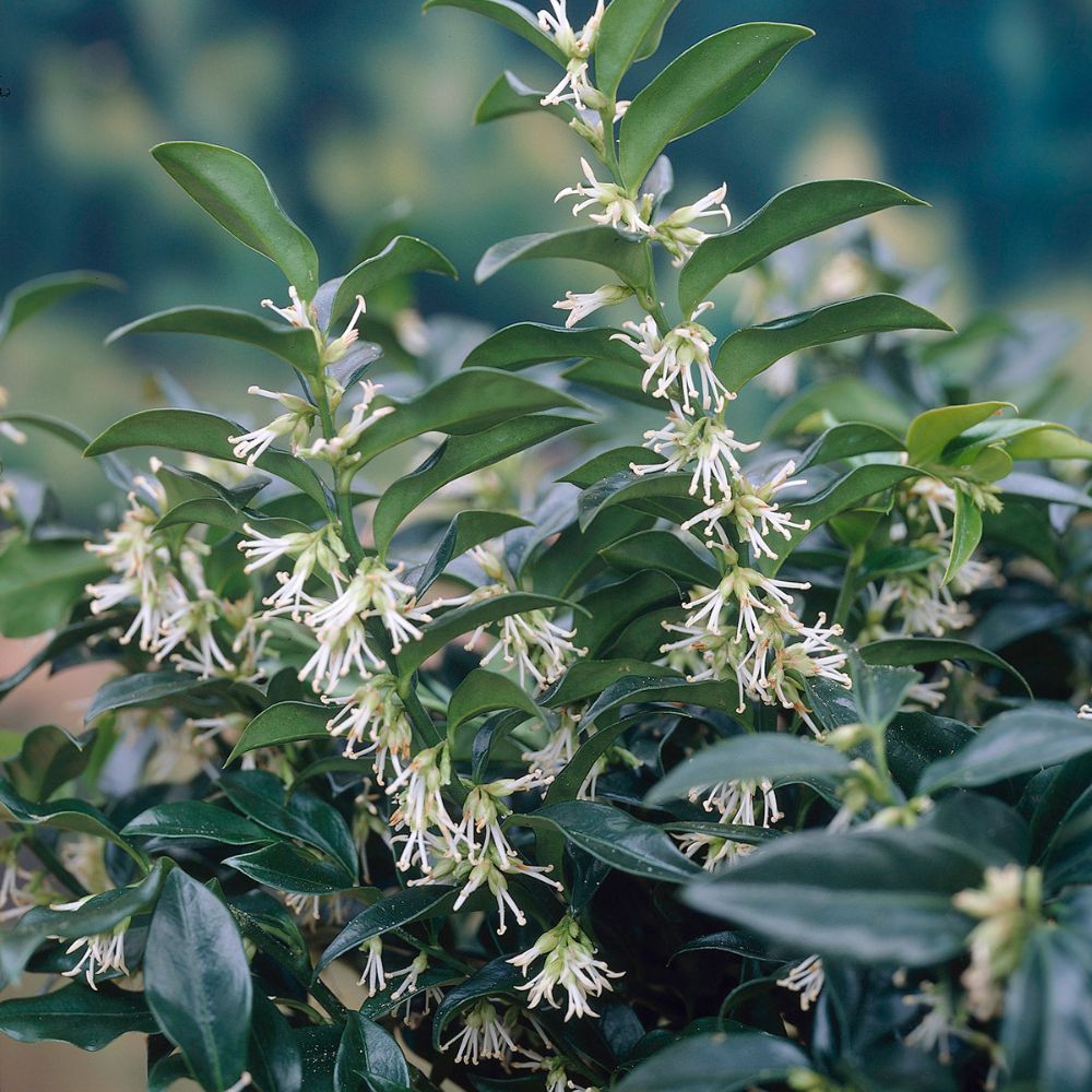 Shop Sarcococca (Sweet Box) Collection | J. Parker's