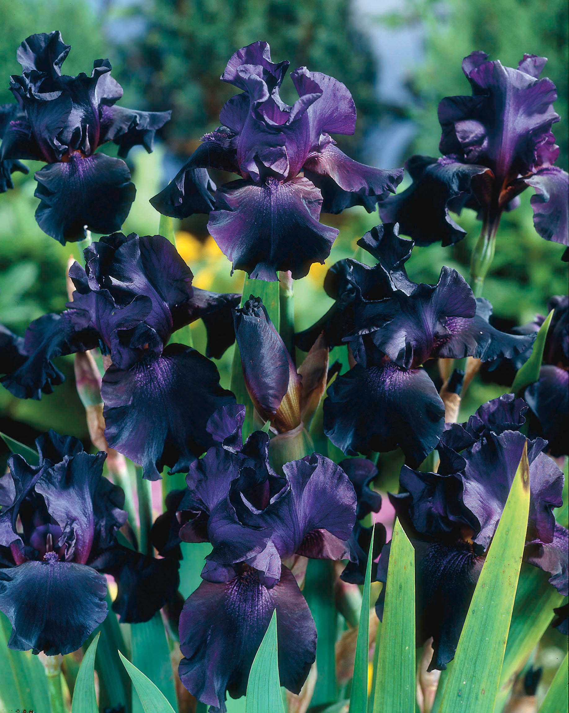 Iris germanica Collection C (Bearded Iris) - JParkers