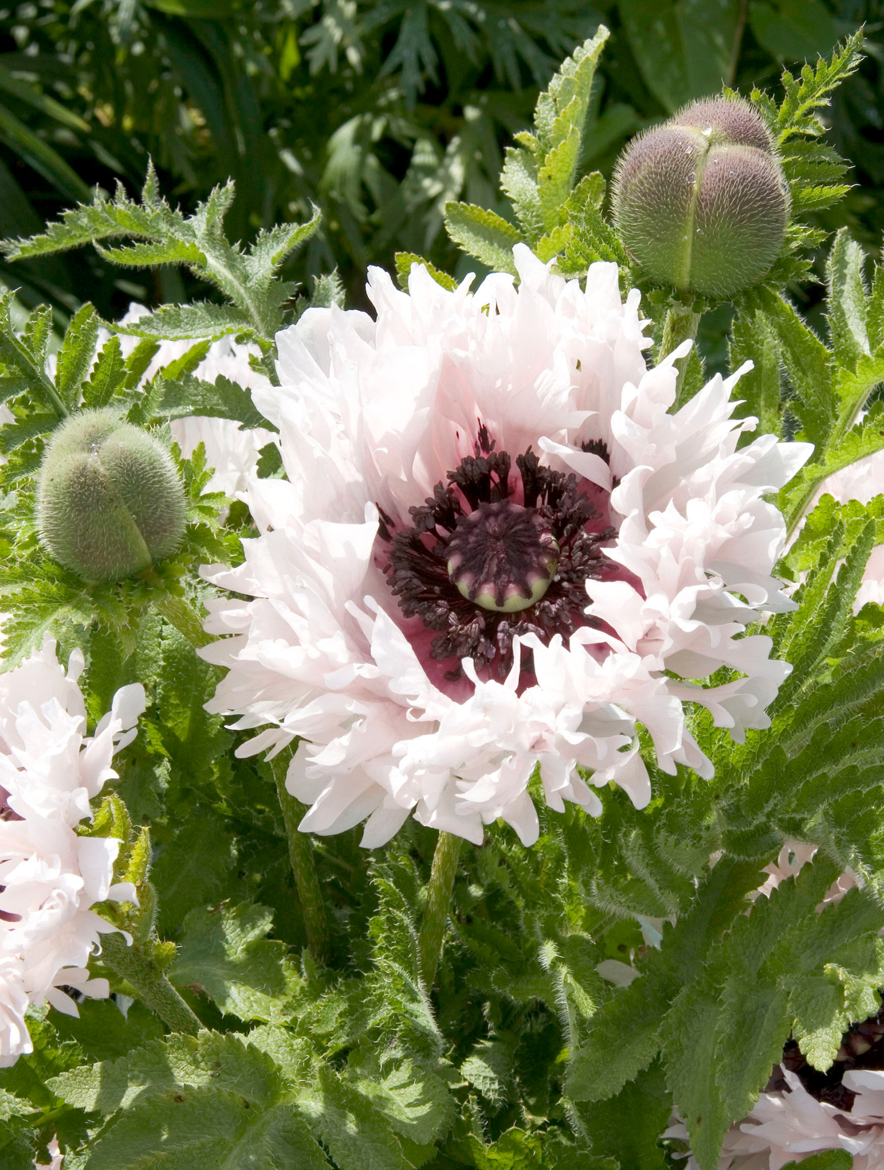 Papaver orientals Frilled Collection - JParkers