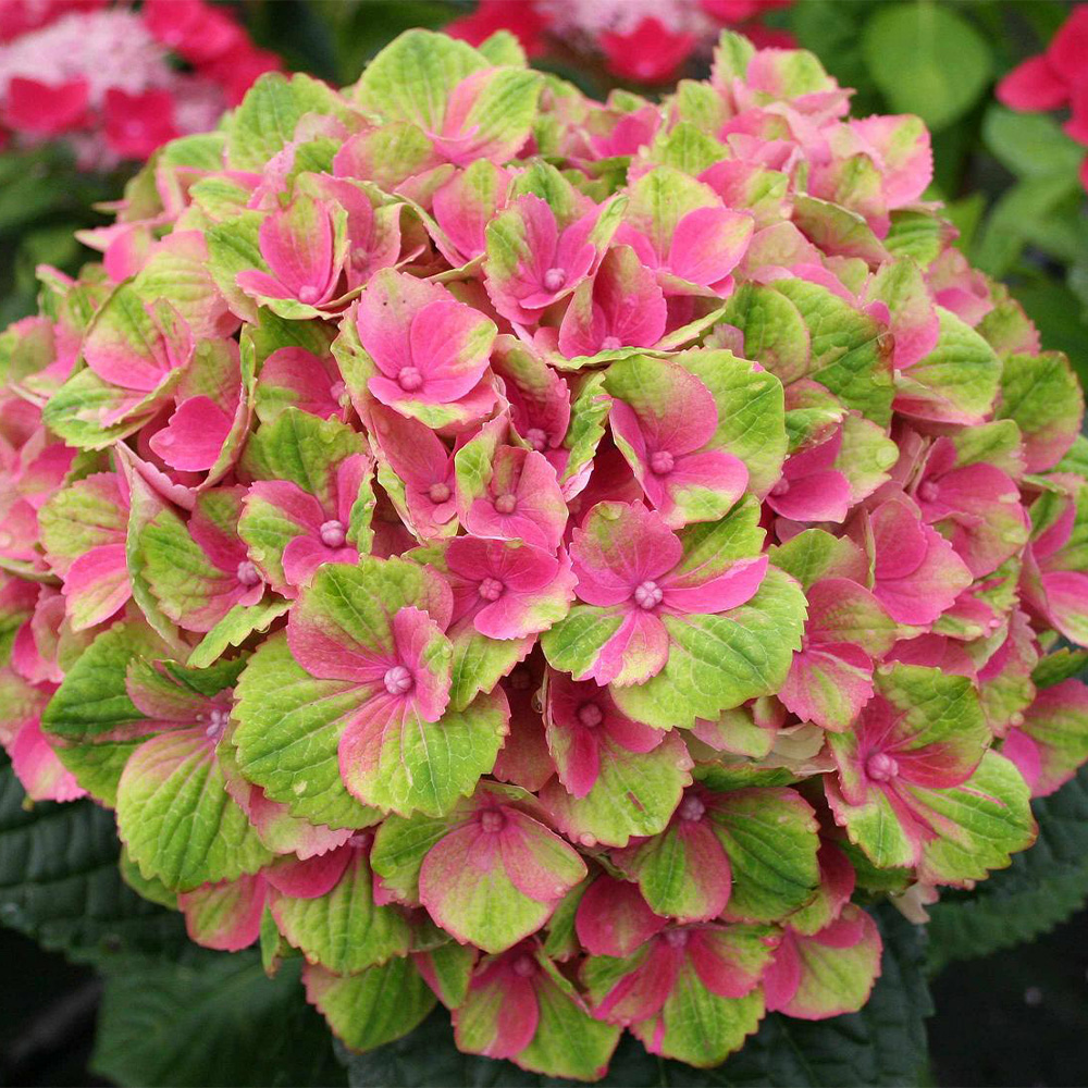 Hydrangea Change Colour Collection - JParkers