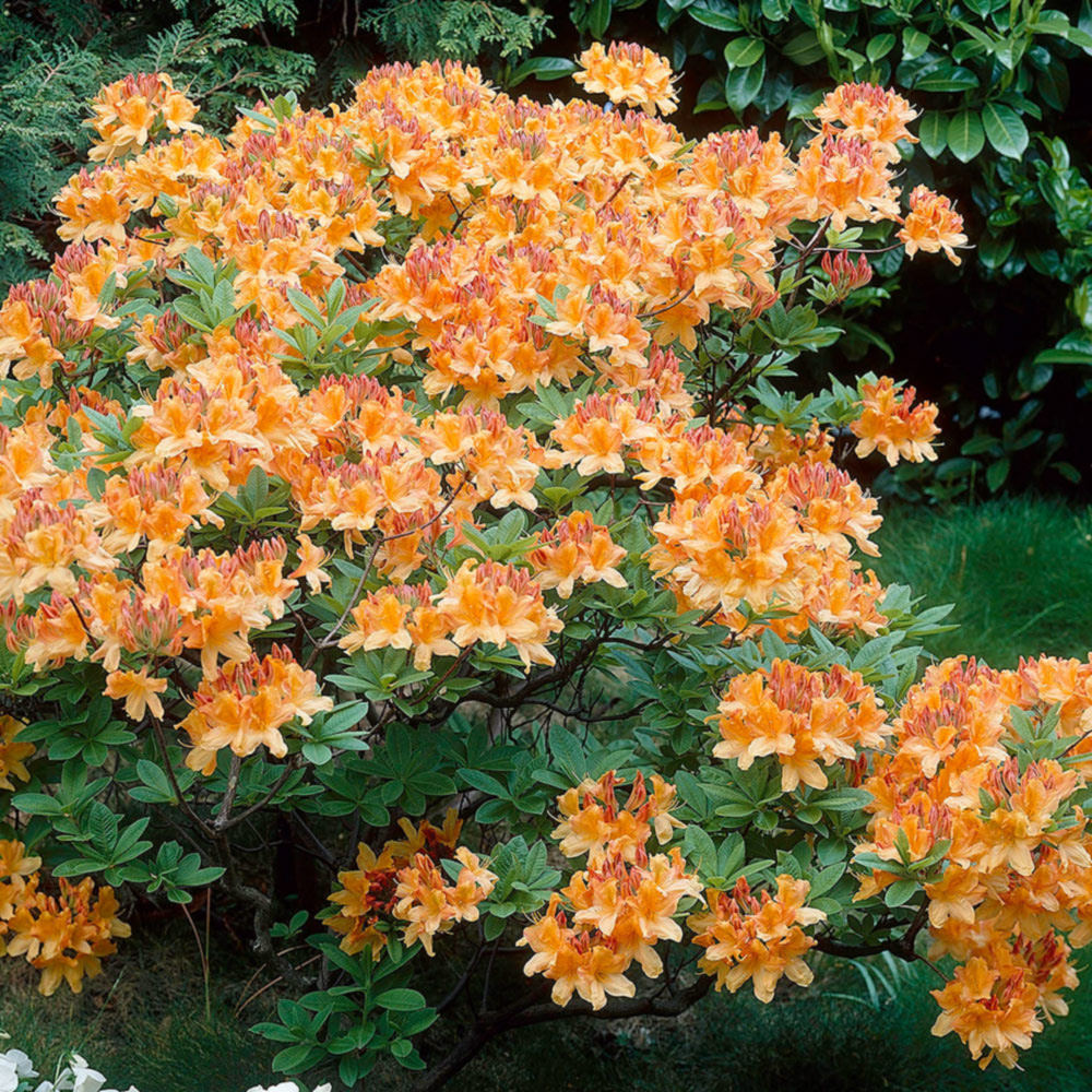 Azalea Knap hill Collection B - JParkers