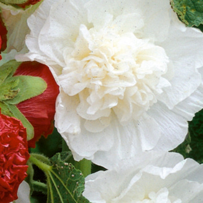 Buy Alcea Double Collection at jparkers.co.uk