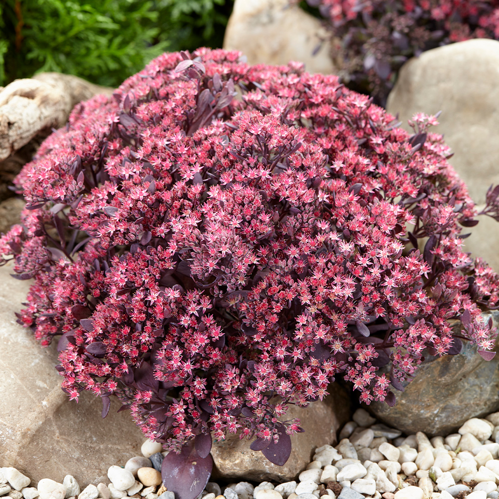 Sedum Sunsparkler Collection - JParkers