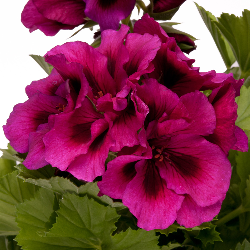 Shop Geranium Regal Collection | J. Parker's