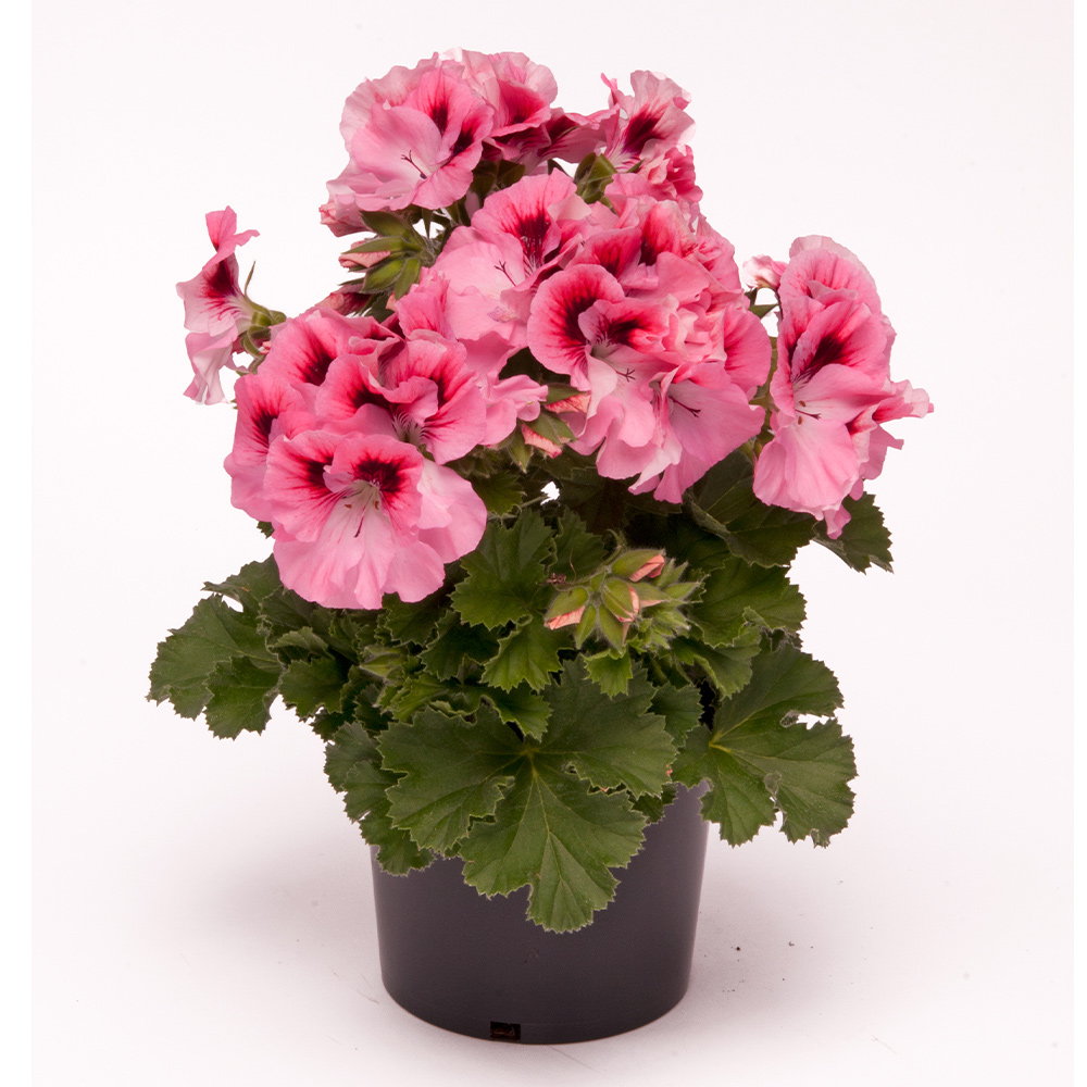 Shop Geranium Regal Collection | J. Parker's