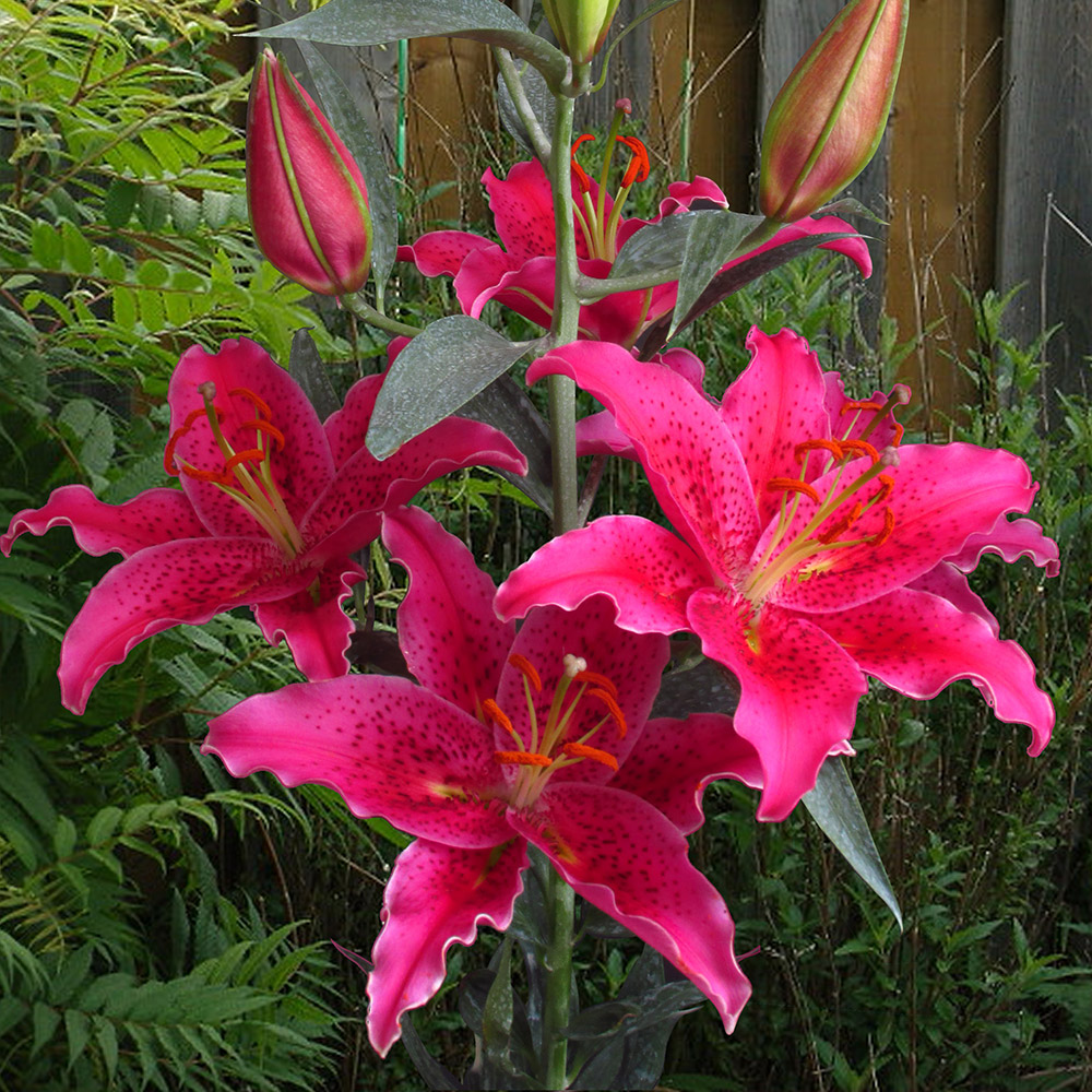 Buy Oriental Lily Collection at jparkers.co.uk