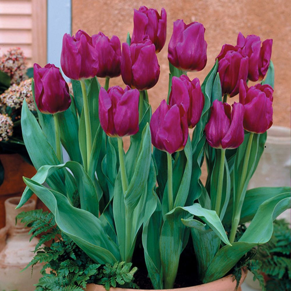 Shop Triumph Tulip Collection B | J. Parker's