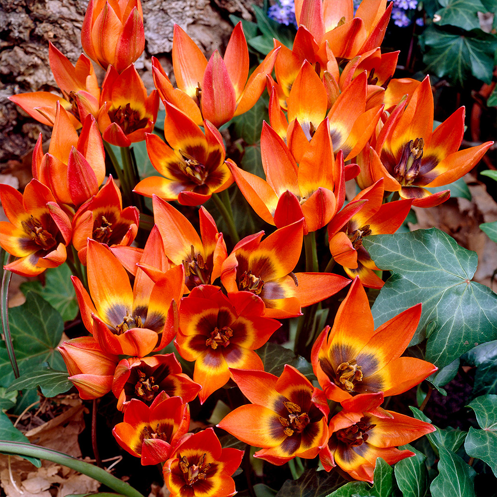 Buy Tulip Little Collection at jparkers.co.uk
