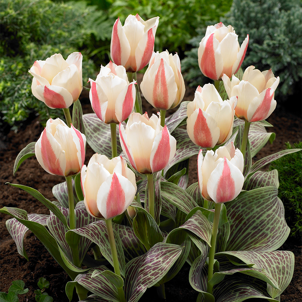 Buy Tulip Greigii Collection B | J. Parker's