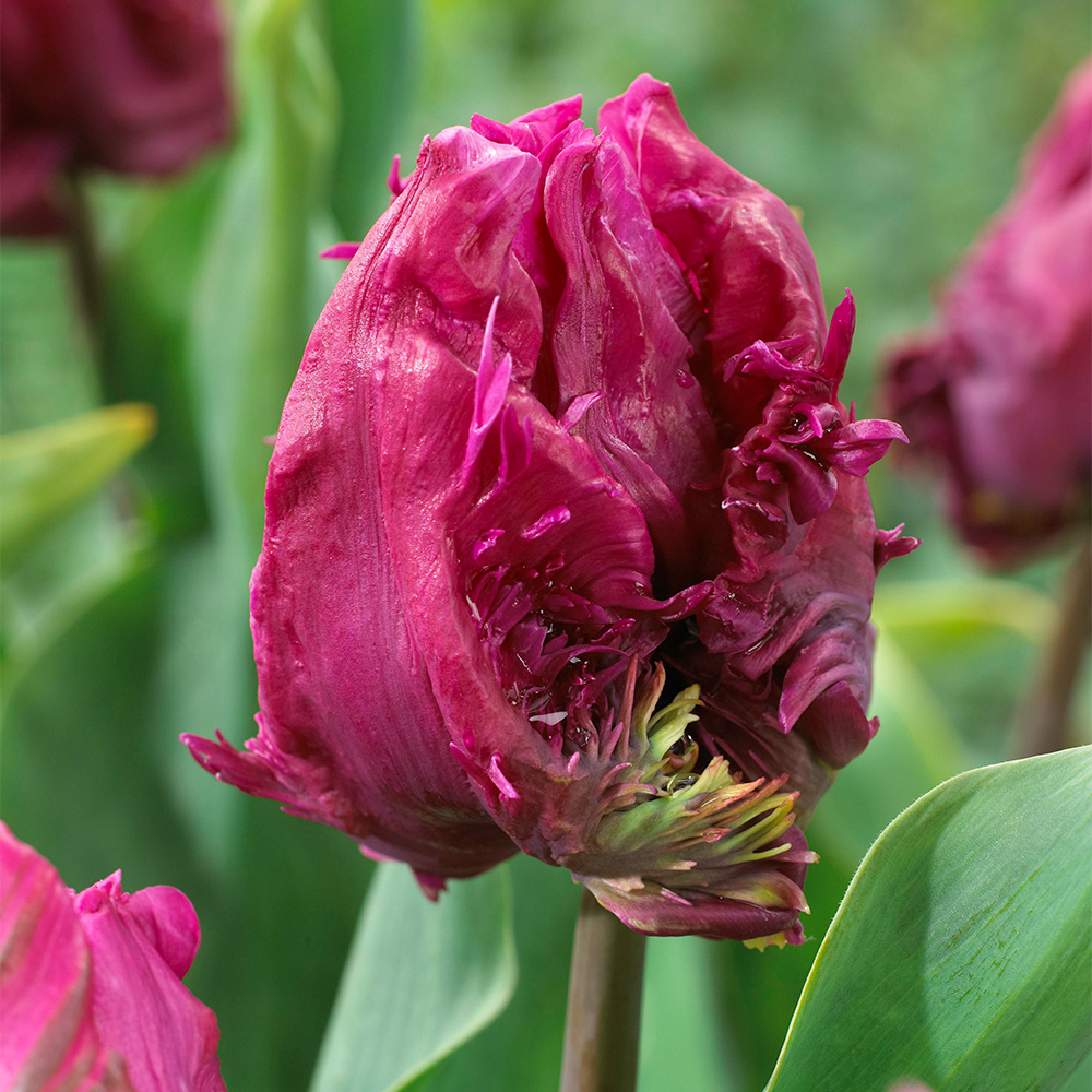Buy Parrot Tulip Collection | J Parker's
