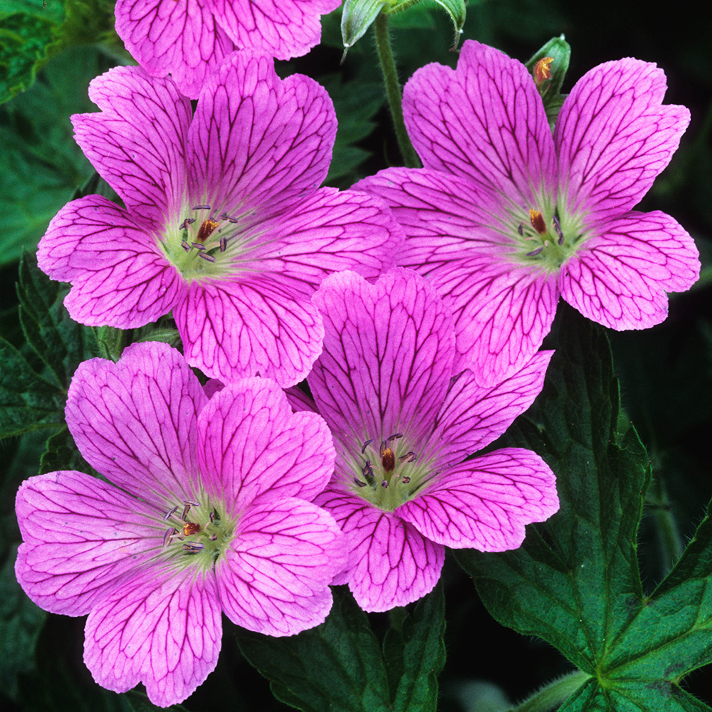 Shop Geranium Collection from J. Parker's for Less