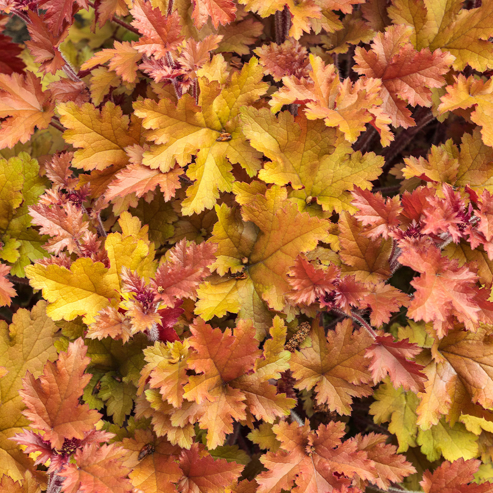 Shop Heuchera Collection | J. Parker's