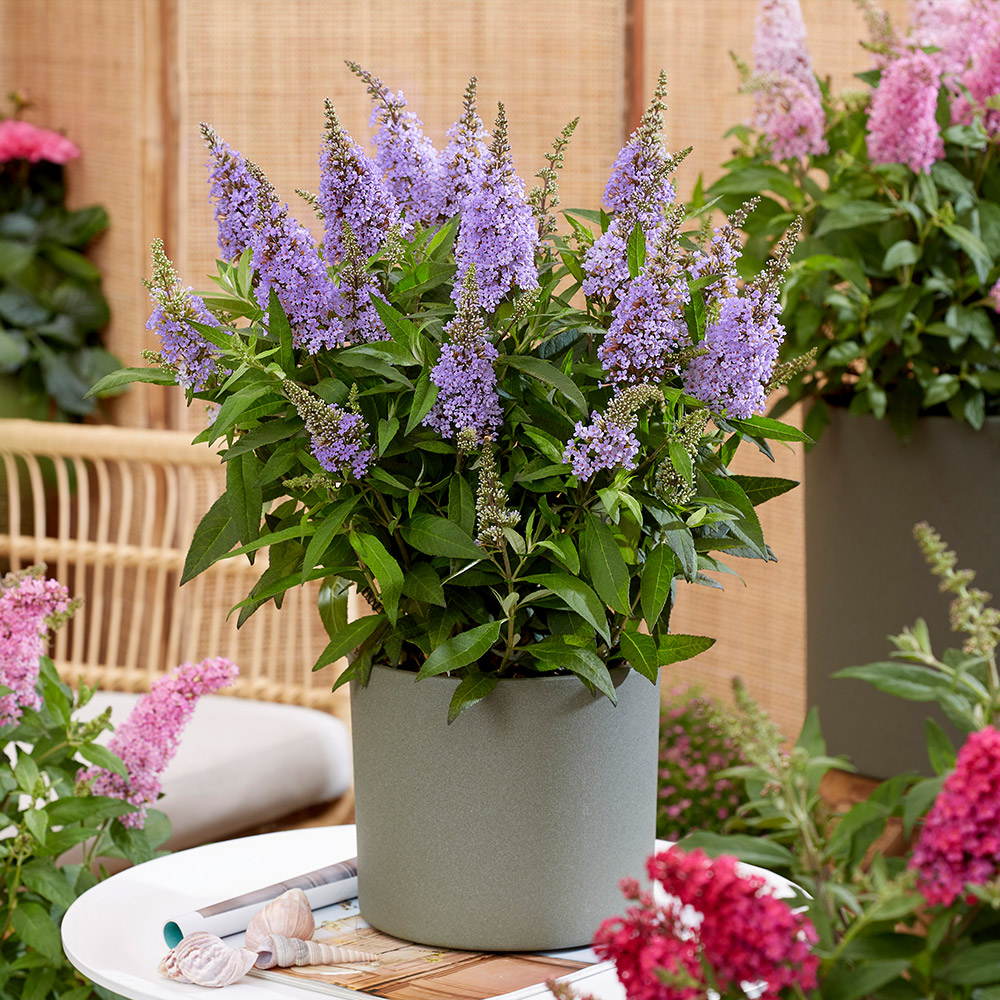 Buy Buddleia Dwarf Butterfly Candy Collection | J. Parker's