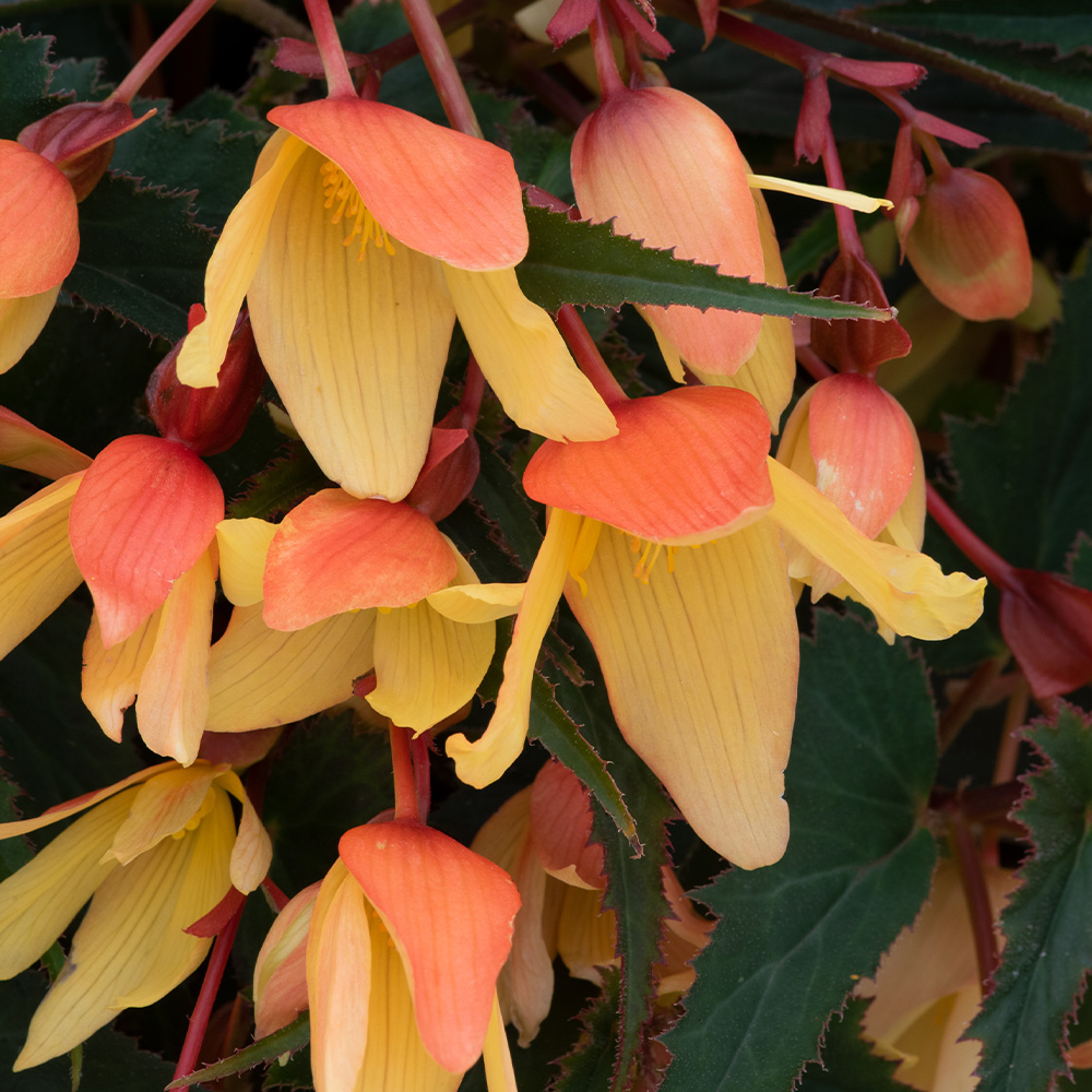 Begonia Starshine Collection - JParkers