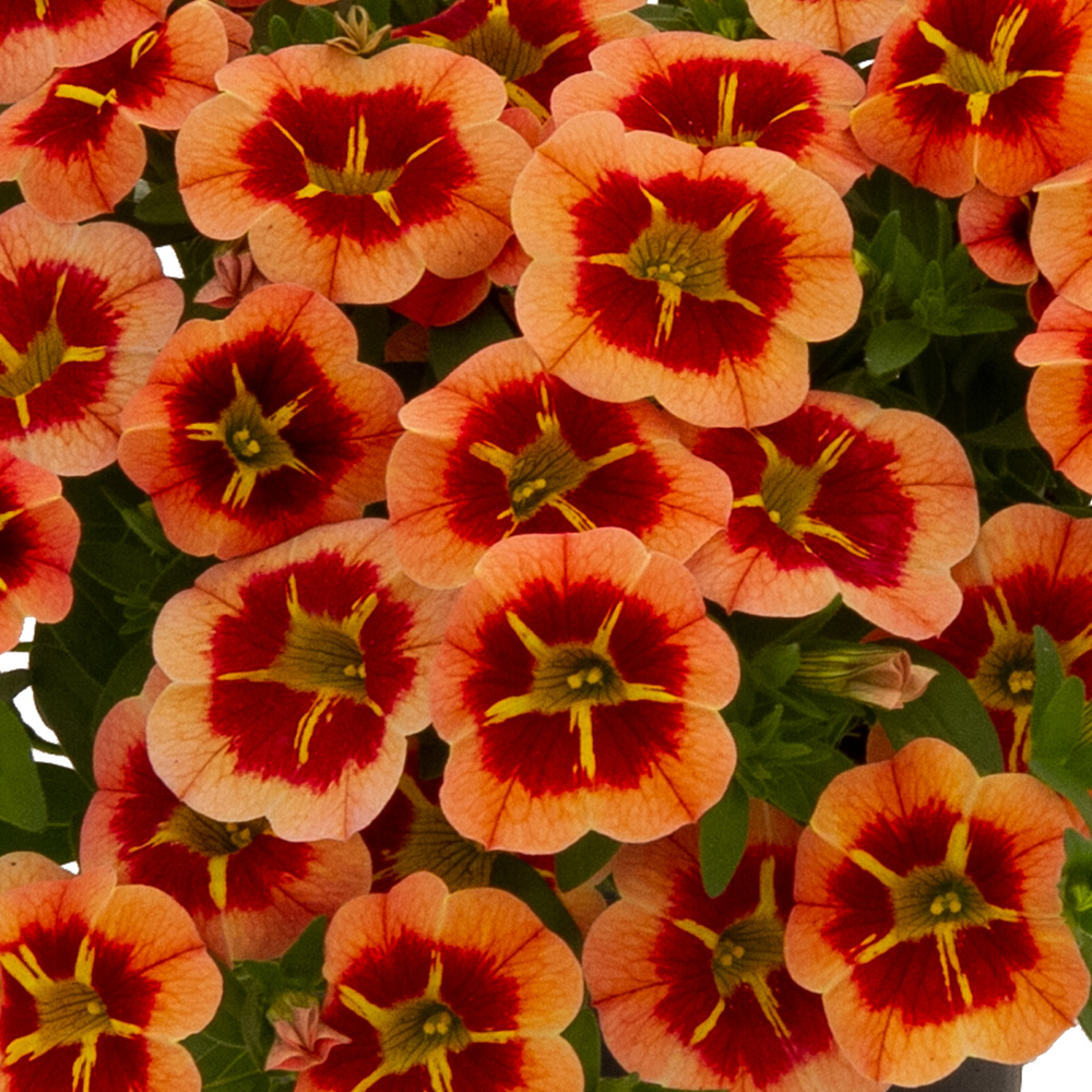 Calibrachoa Star Collection - JParkers
