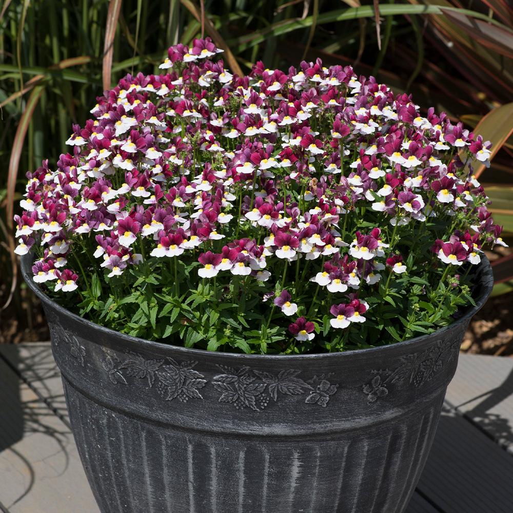 Buy Nemesia Lady Collection for less with J. Parker's