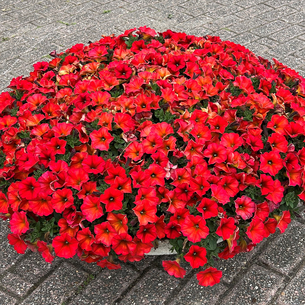 Buy Petchoa Beautical Collection at jparkers.co.uk