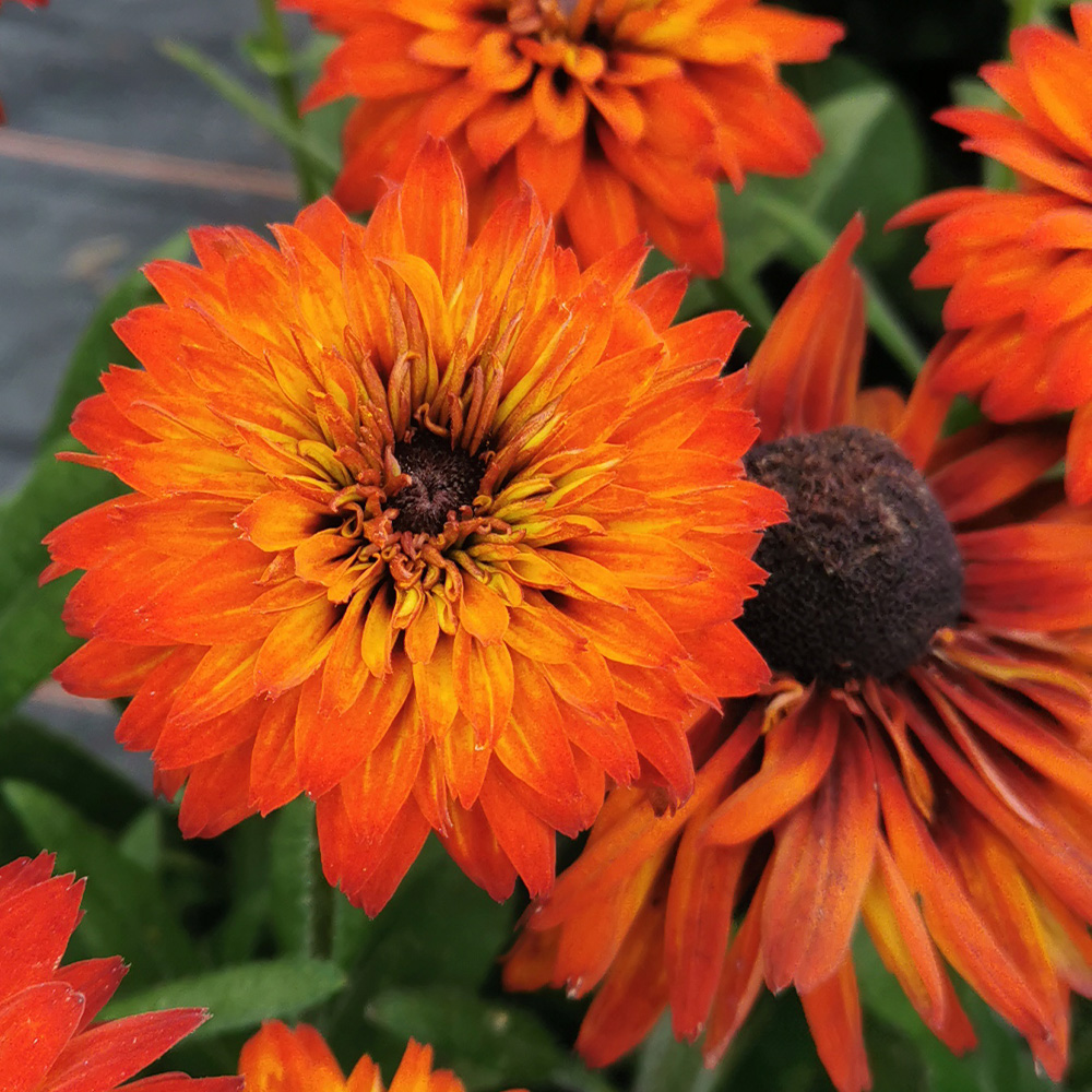 Shop Rudbeckia Summerdaisy Double Flowered Collection | J. Parker's