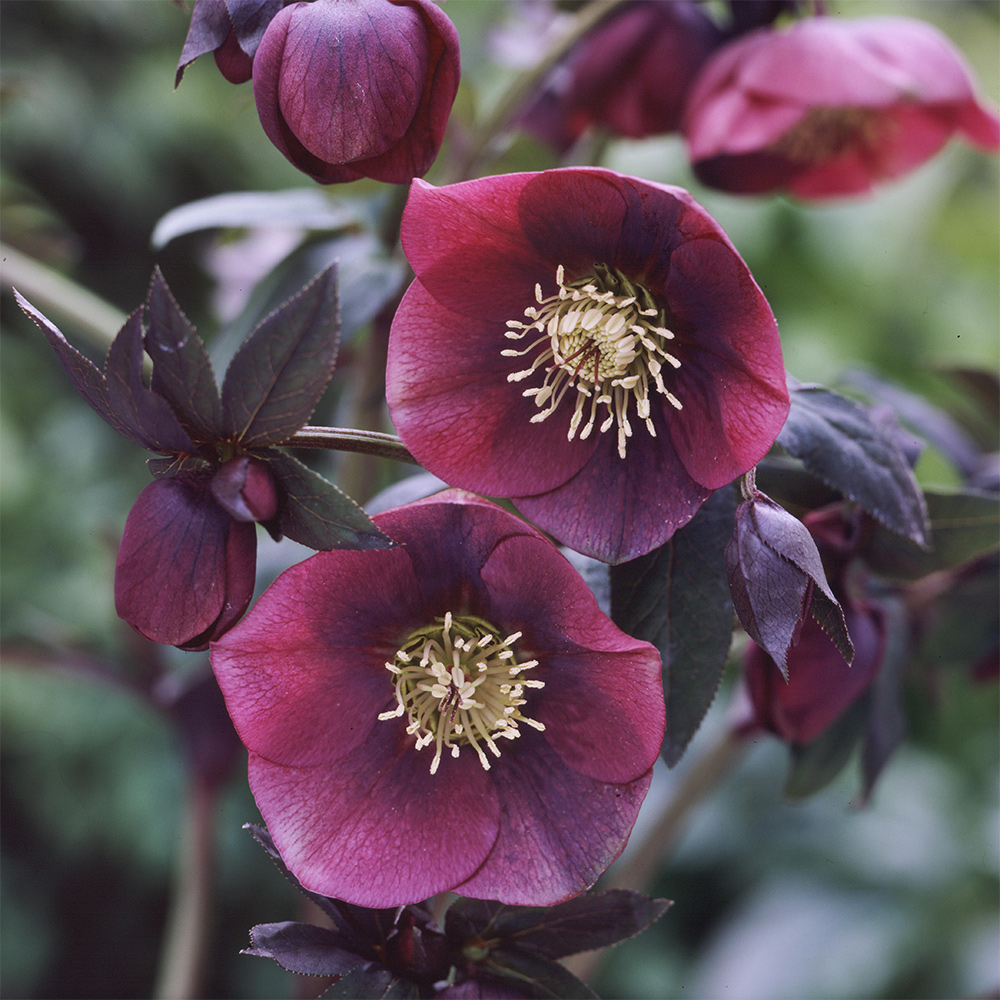 Shop Helleborus Single collection | J. Parker's