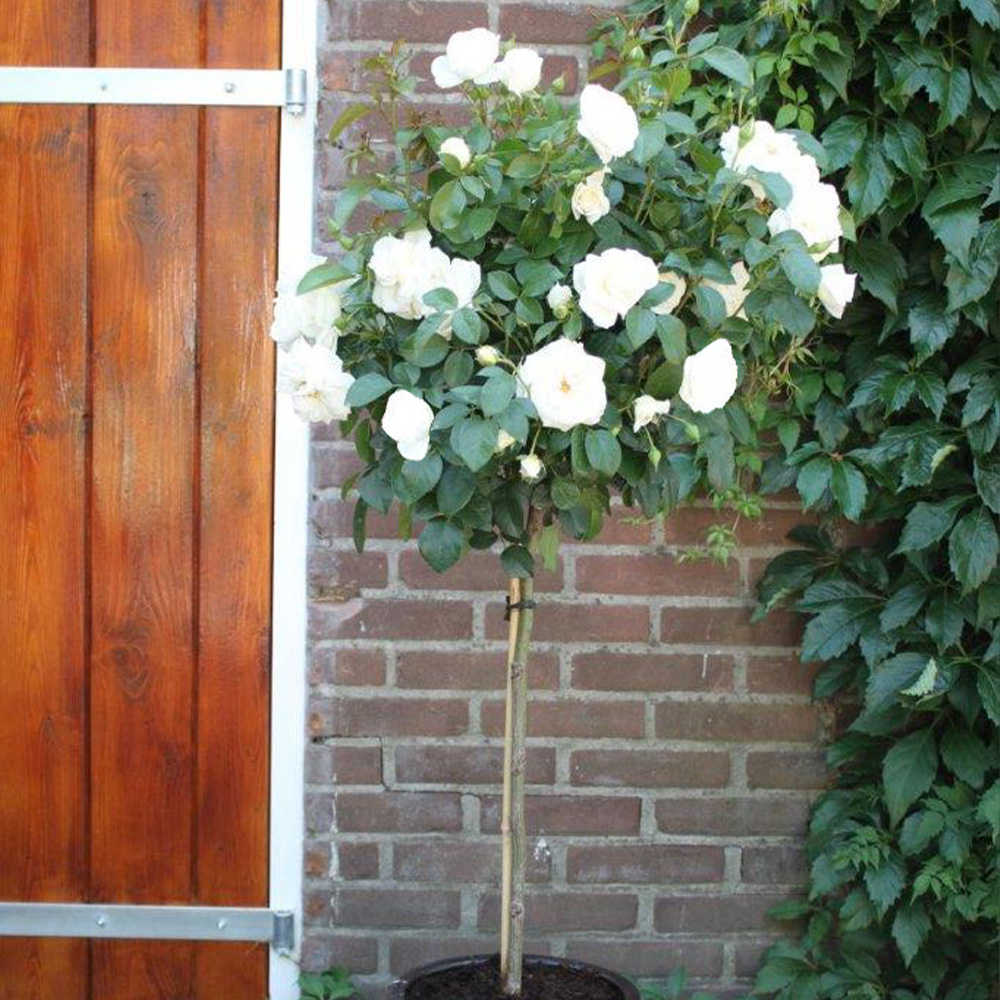 Shop 3 Minature Standard Roses | J. Parker's