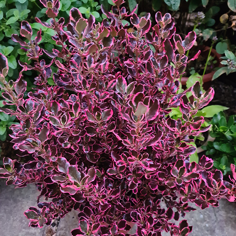 Coprosma Collection A - JParkers