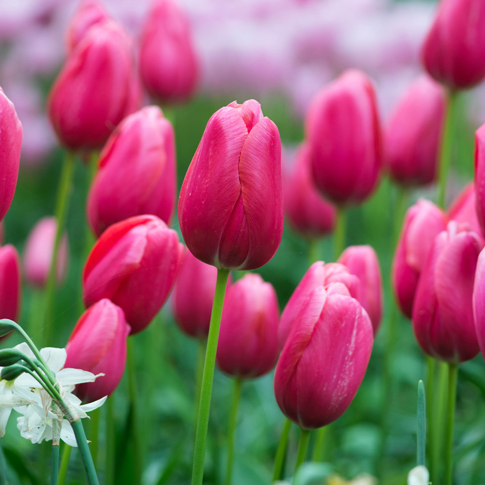 Tulip Single Late Collection - JParkers