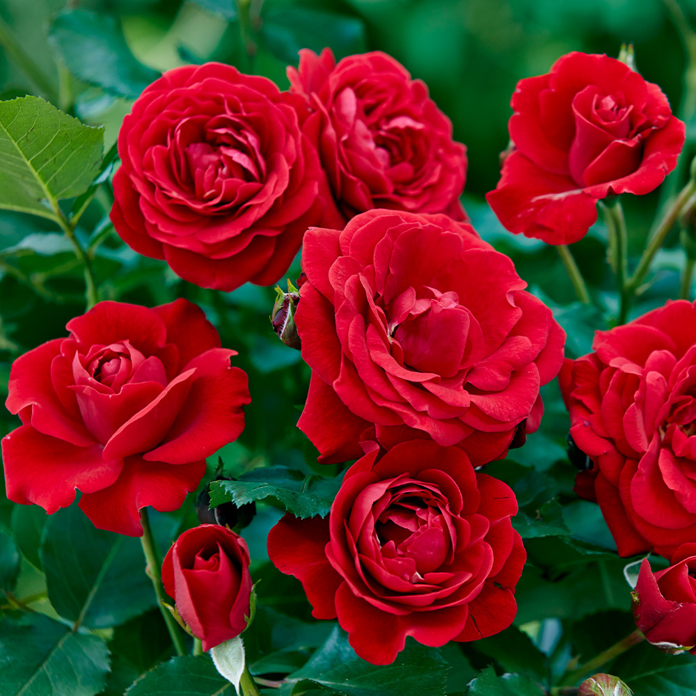 Shop Floribunda Rose Collection for Less from J. Parker's