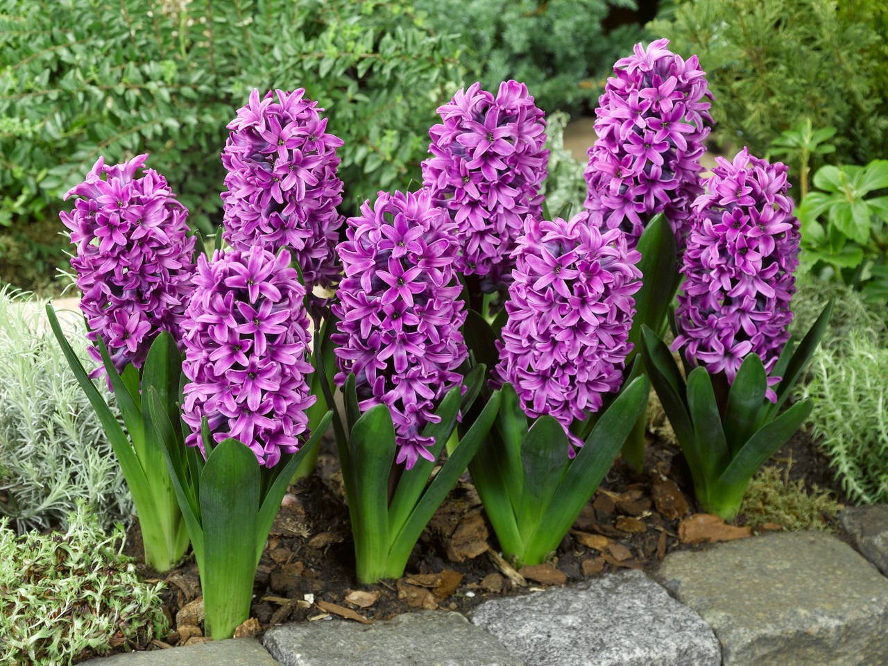 Prepared Hyacinth Collection 16/17cm - JParkers