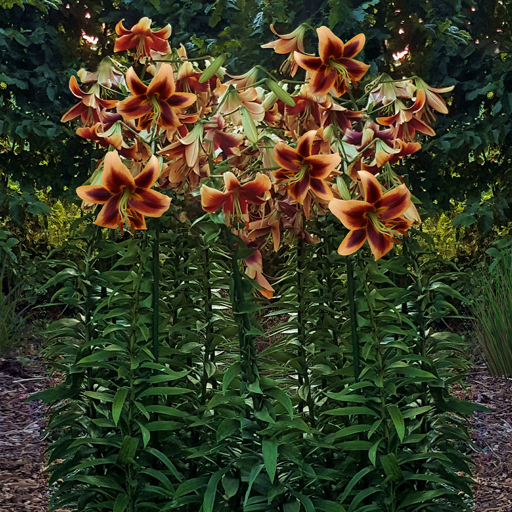 Goliath OT Lily Collection - JParkers