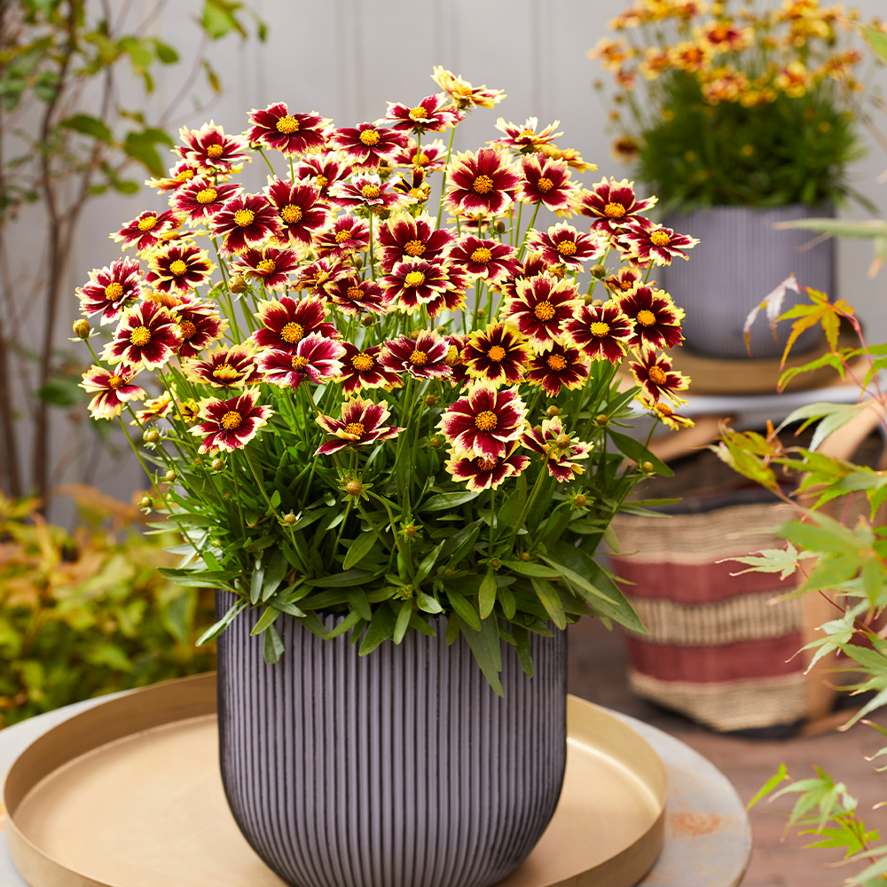 Buy Coreopsis Solar Collection at jparkers.co.uk