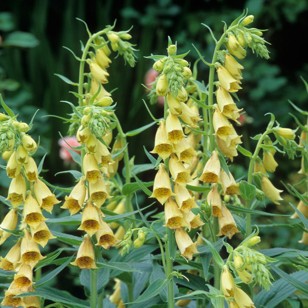 Buy Digitalis Collection at jparkers.co.uk