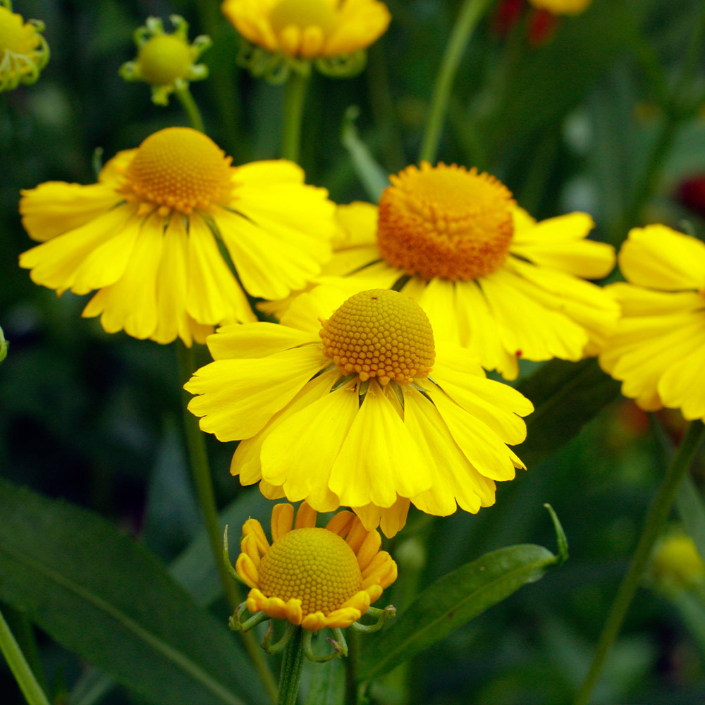 Buy Helenium Helena Collection at jparkers.co.uk