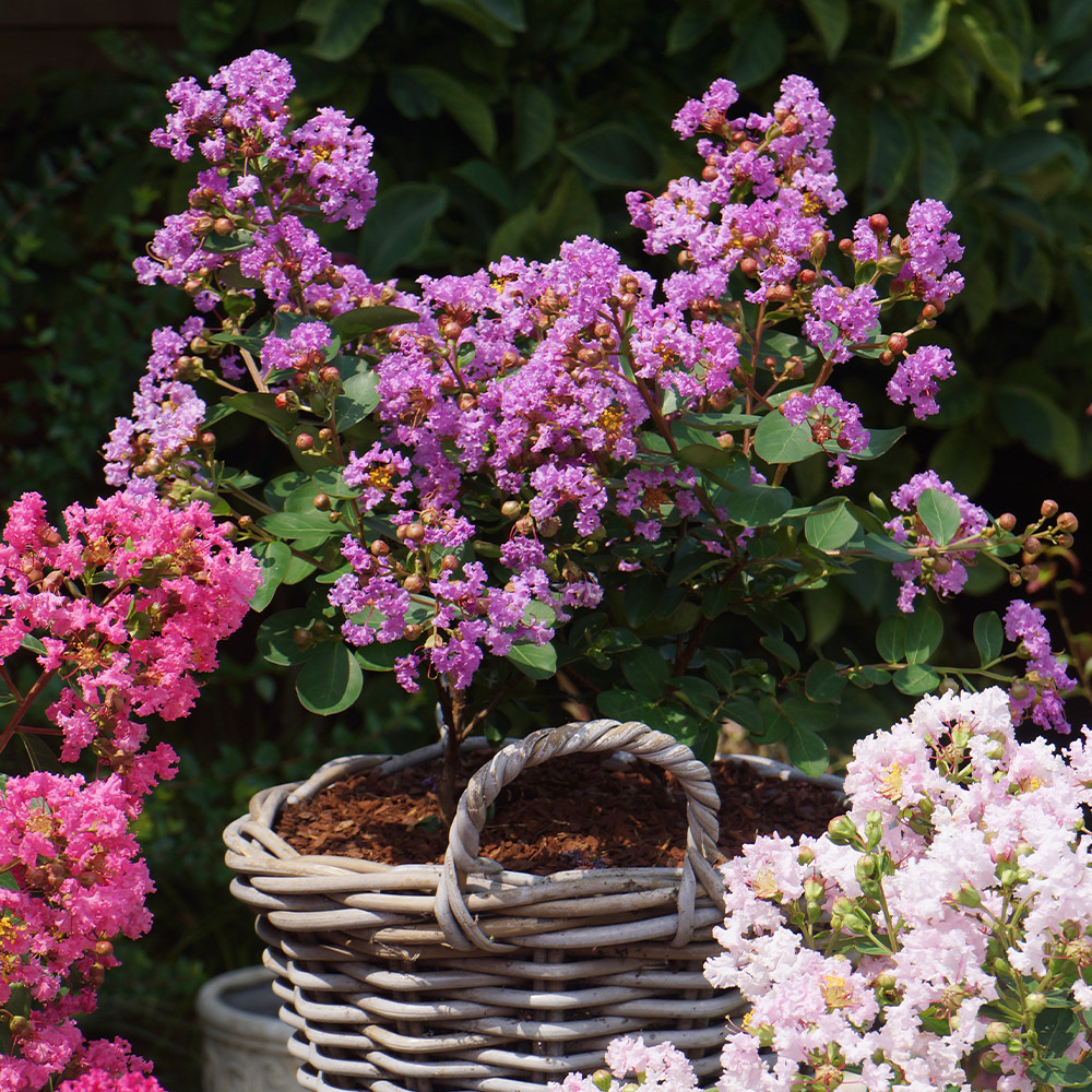 Buy Lagerstroemia indica 'With love' collection at jparkers.co.uk