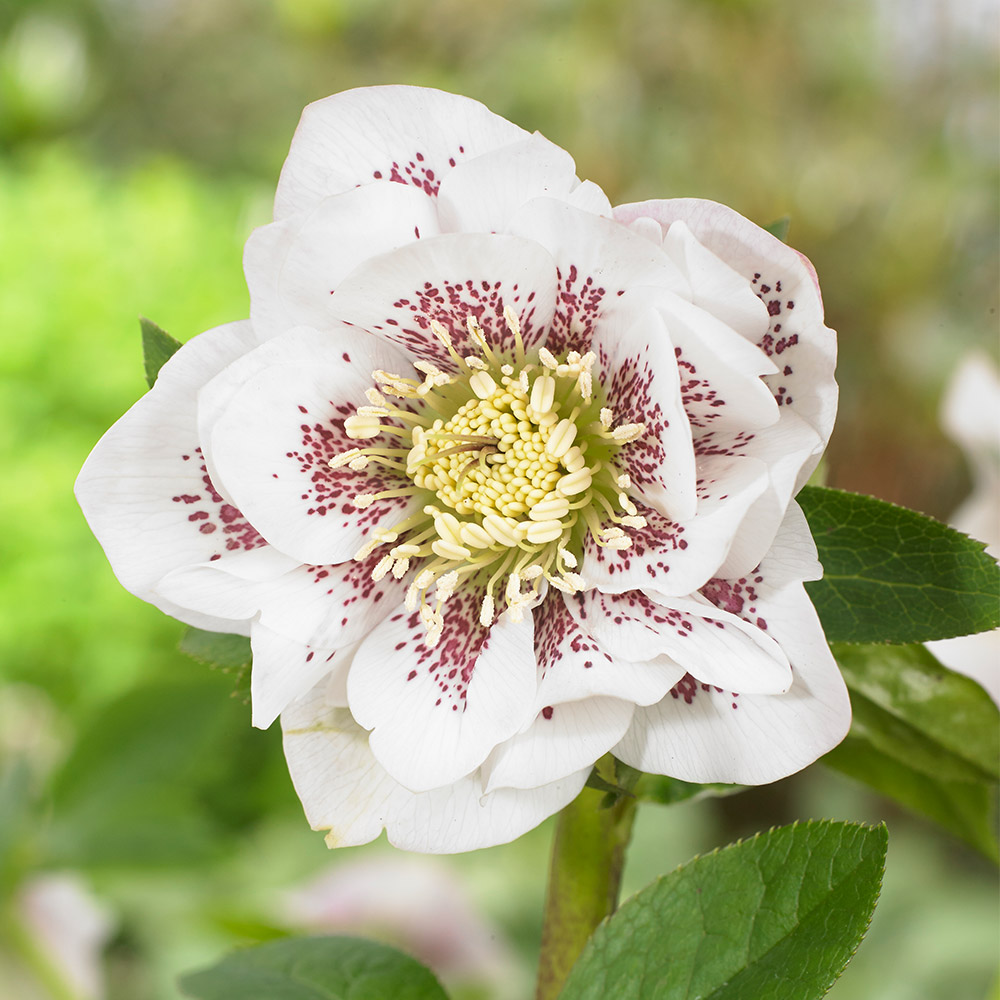 Buy Helleborus Double Ellen Collection at jparkers.co.uk
