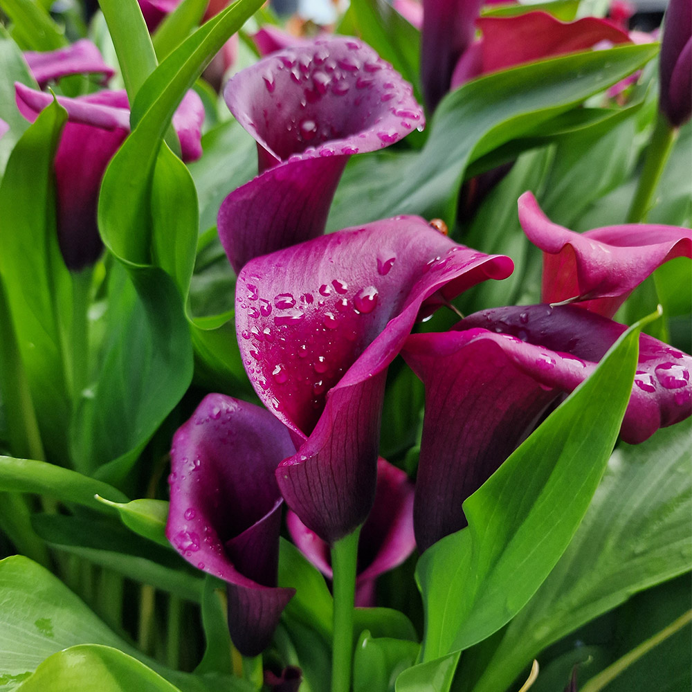 Buy Zantedeschia Collection (B) for less with J. Parker's