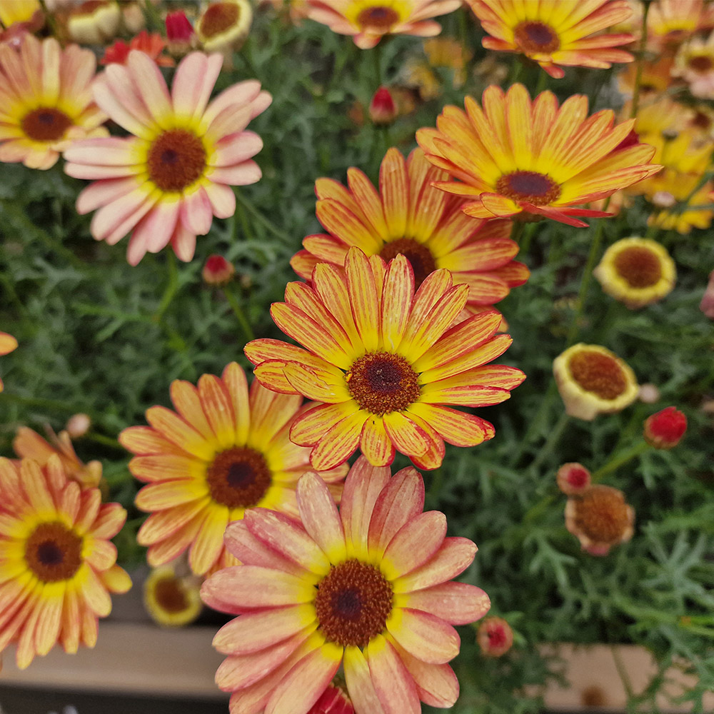 Buy Argyranthemum Grandaisy Collection for less with J. Parker's