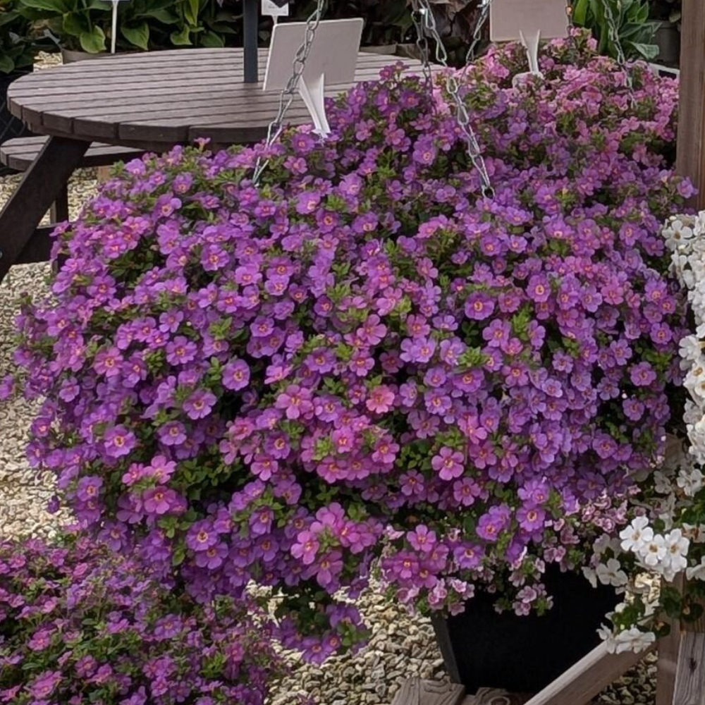 Buy Bacopa Megacopa Single collection for less with J. Parker's