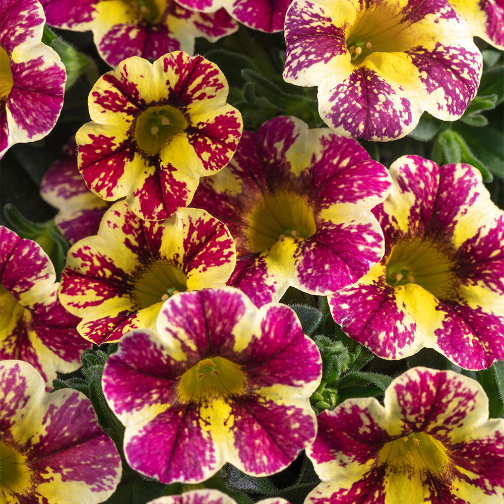 Shop Calibrachoa Candy Shop Collection | J. Parker's