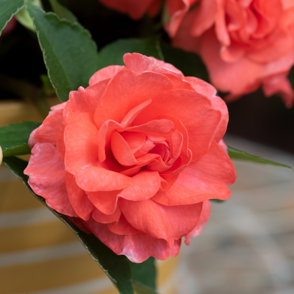 Buy Impatiens Glimmer Collection for less with J. Parker's