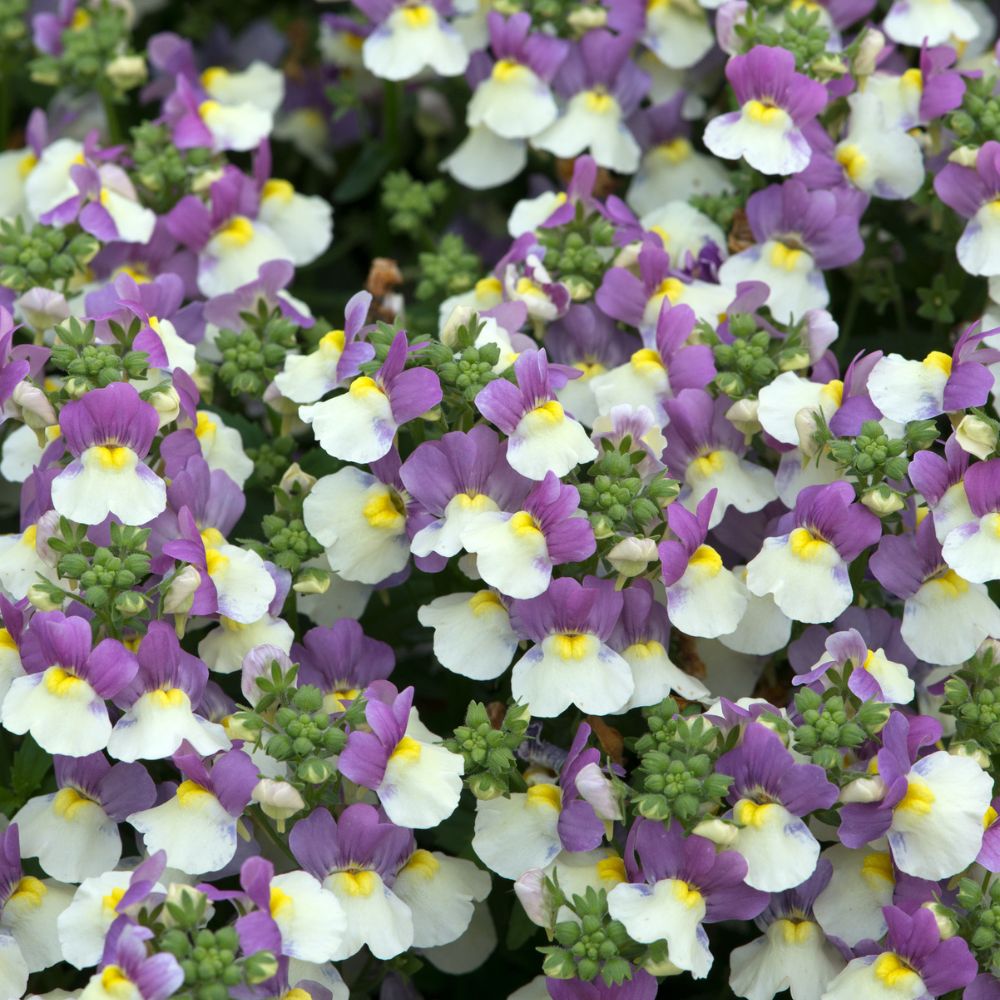 Buy Nemesia Lady Collection for less with J. Parker's