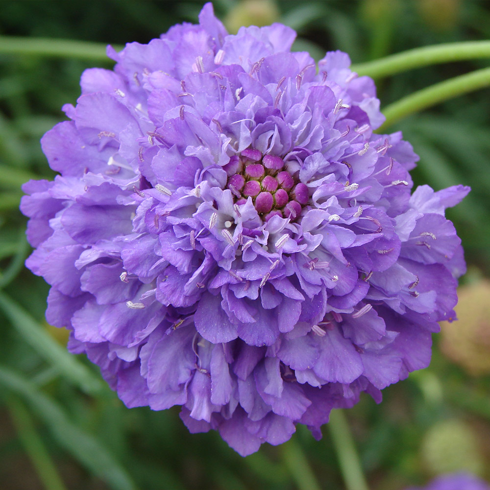 Buy Scabiosa Double Scoop Collection for less with J. Parker's