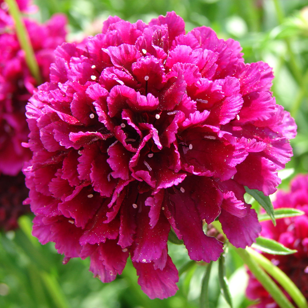 Buy Scabiosa Double Scoop Collection for less with J. Parker's
