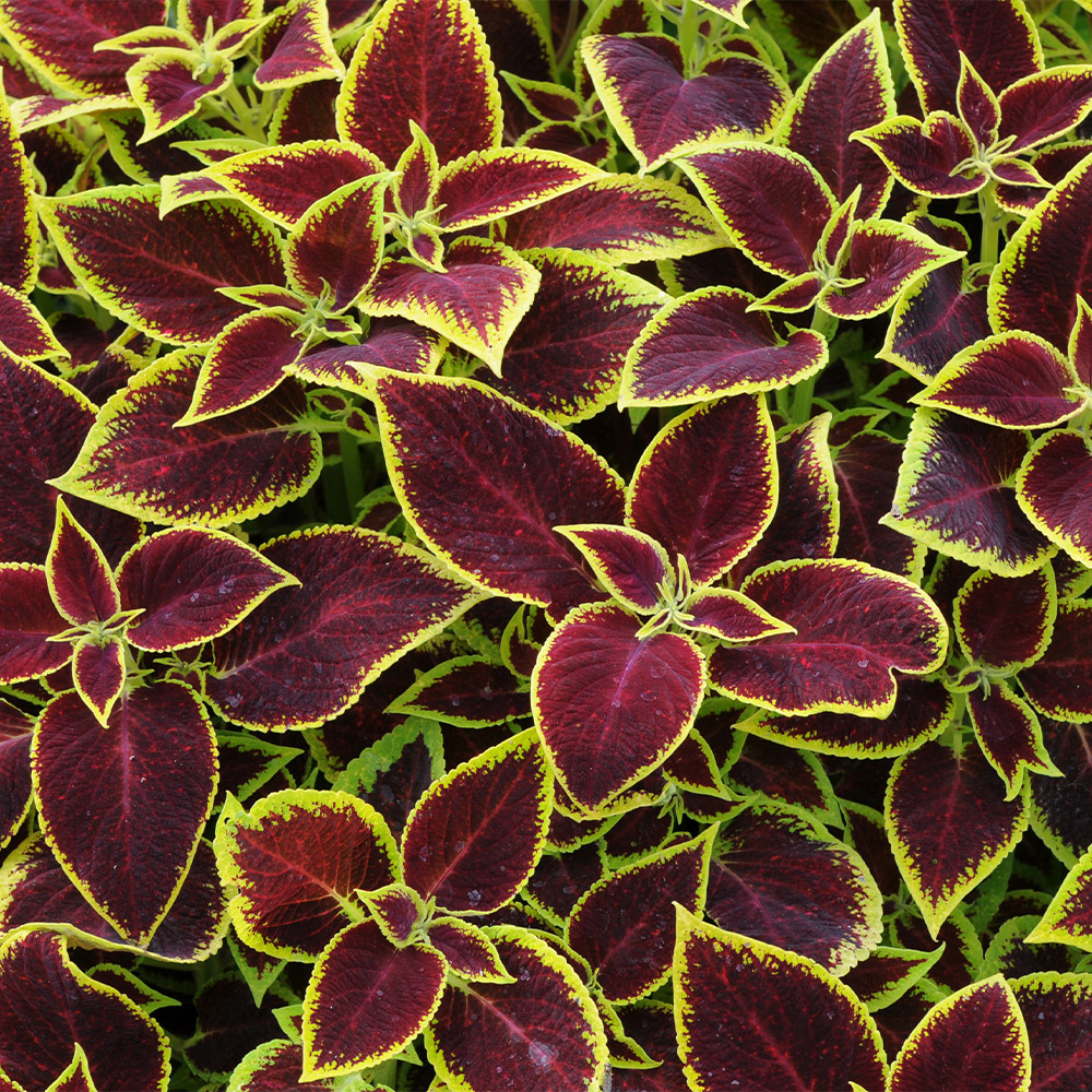 Buy Coleus Collection for less with J. Parker's