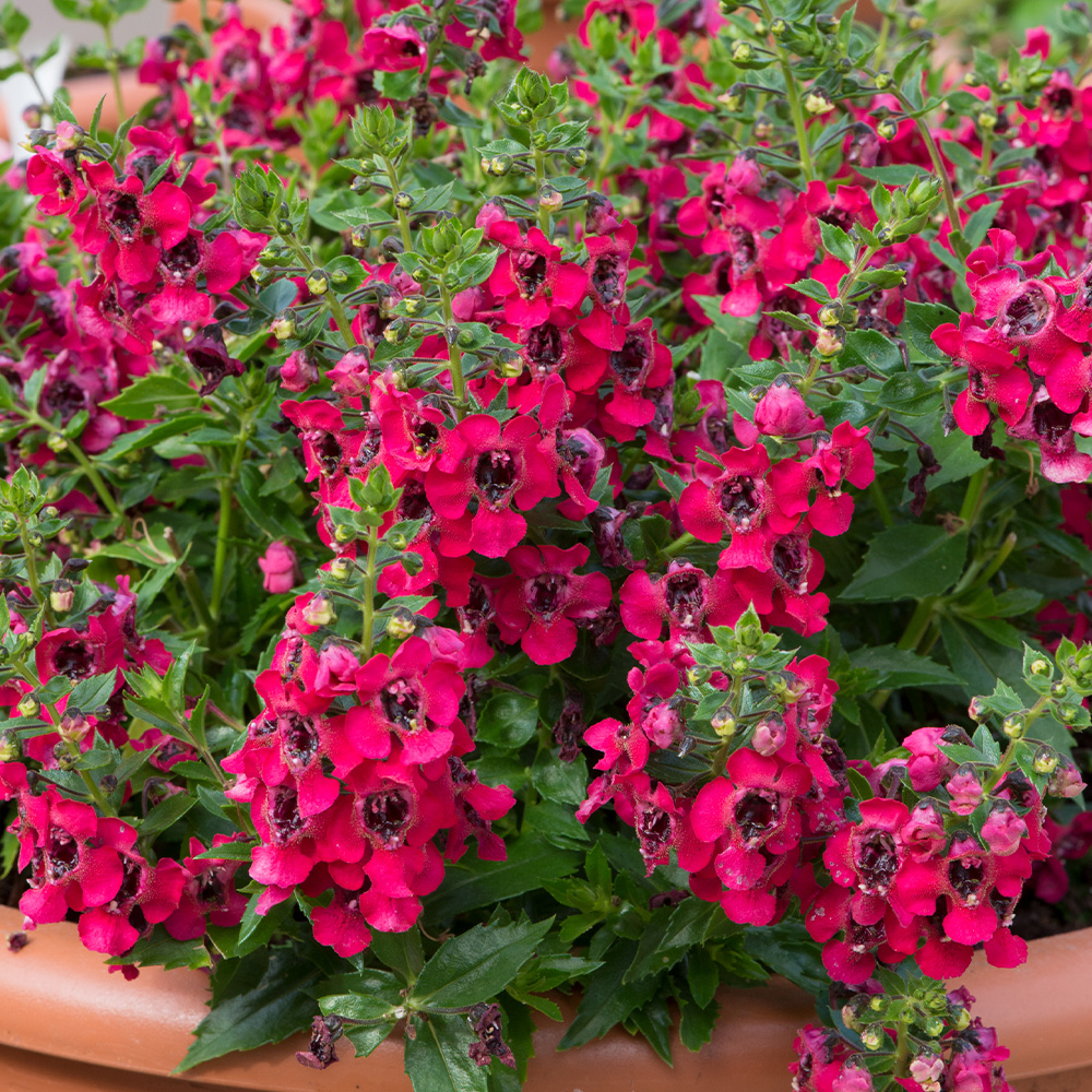 Angelonia