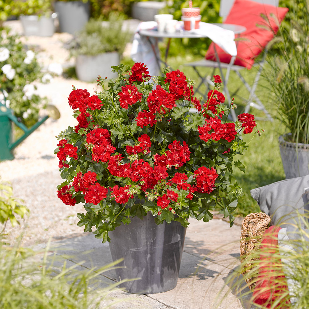 Buy Geranium Sunflair Collection at jparkers.co.uk