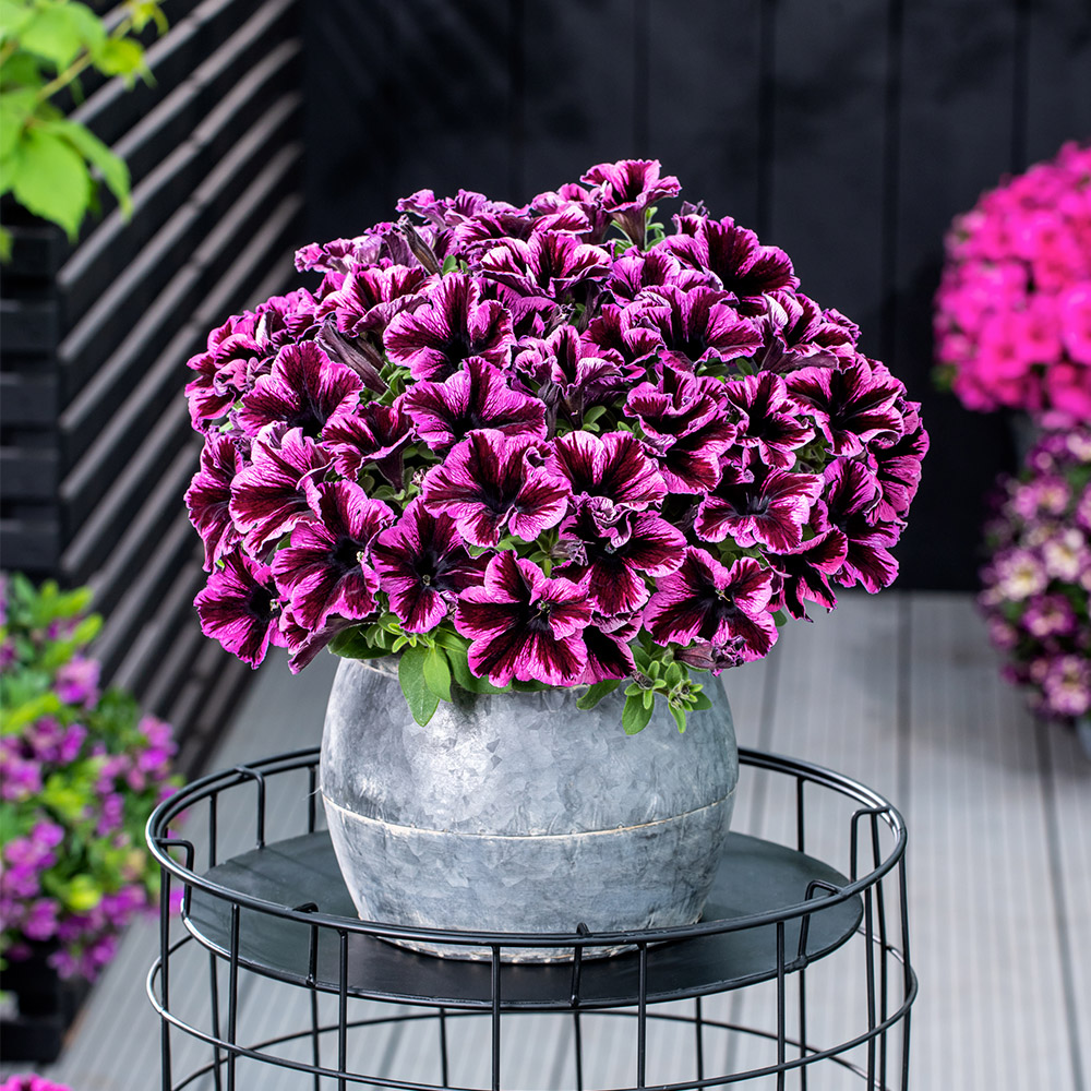 Buy Petunia Patio Go Tunia Collection at jparkers.co.uk