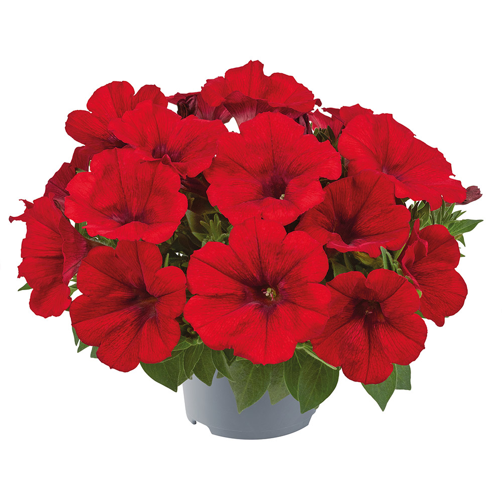 Buy Petunia Patio Go Tunia Collection at jparkers.co.uk