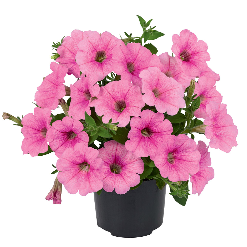Buy Petunia Patio Go Tunia Collection B at jparkers.co.uk
